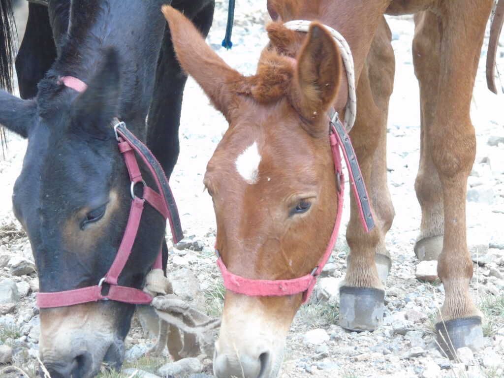 Nuestros caballos y mulas – Cruce de Los Andes